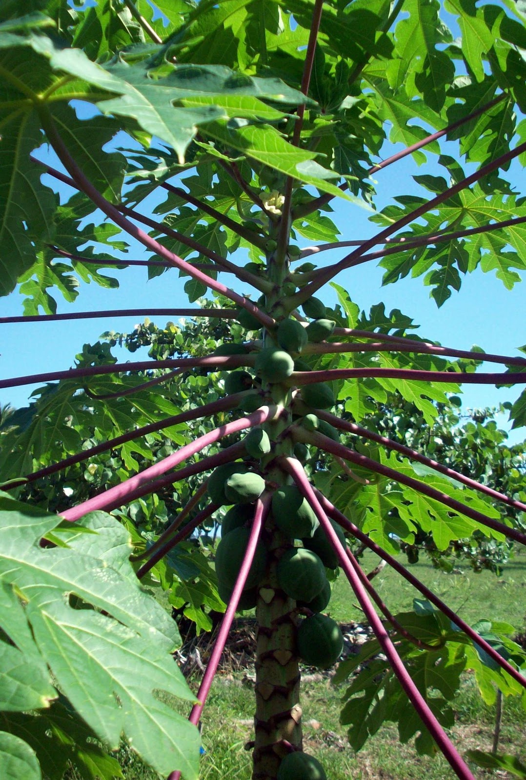 FALSE BLUFF NICARAGUA: Little papayas, big papayas