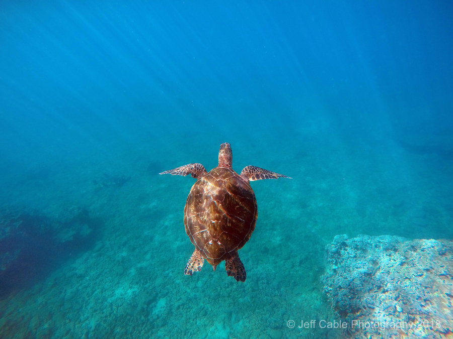Jeff Cable's Blog: Swimming with the Green Sea Turtles in Maui (Photos ...