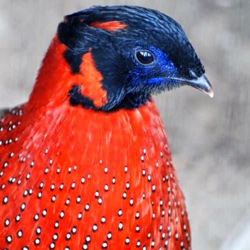 List of Indian Pheasants - Pictures | Birds of India | Bird World