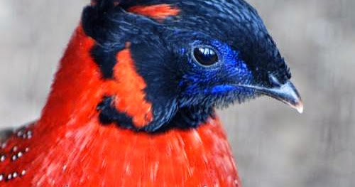 List of Indian Pheasants - Pictures | Birds of India | Bird World