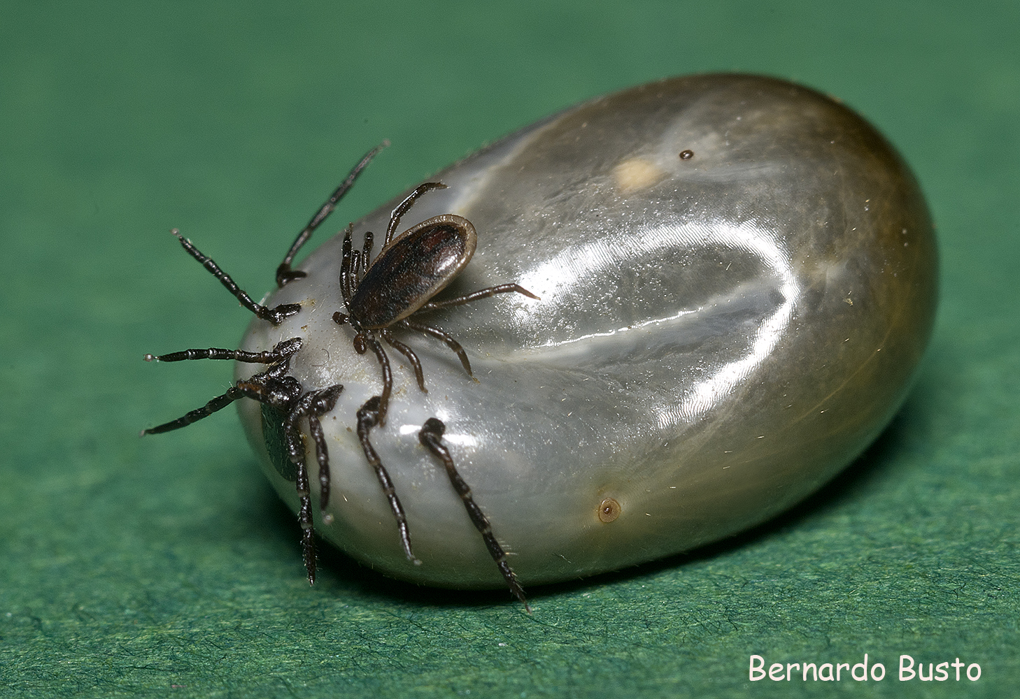 RÍA DE LA VILLA: Una de Garrapatas