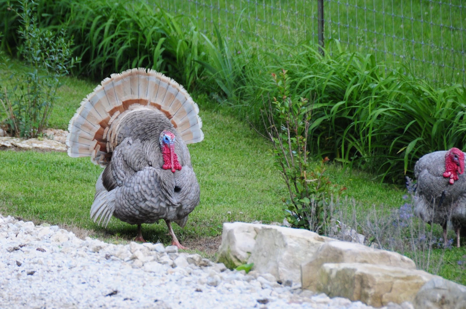 Hunter Isaacson & Family: Swan Farm Pictures