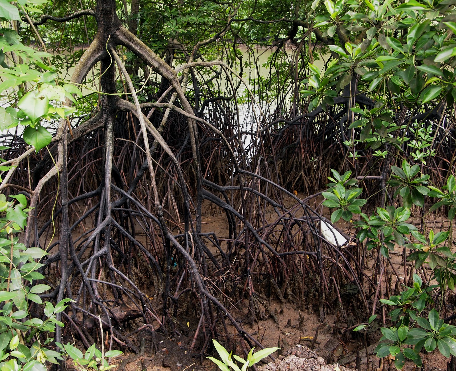 Riverine Parks: Rhizophora mucronata