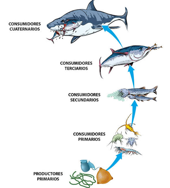 La Super Clase 5ºA: Aclaración Cadena Alimentaria- Red Alimentaria
