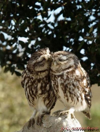 BUHOS: ESPECIES DE BUHOS