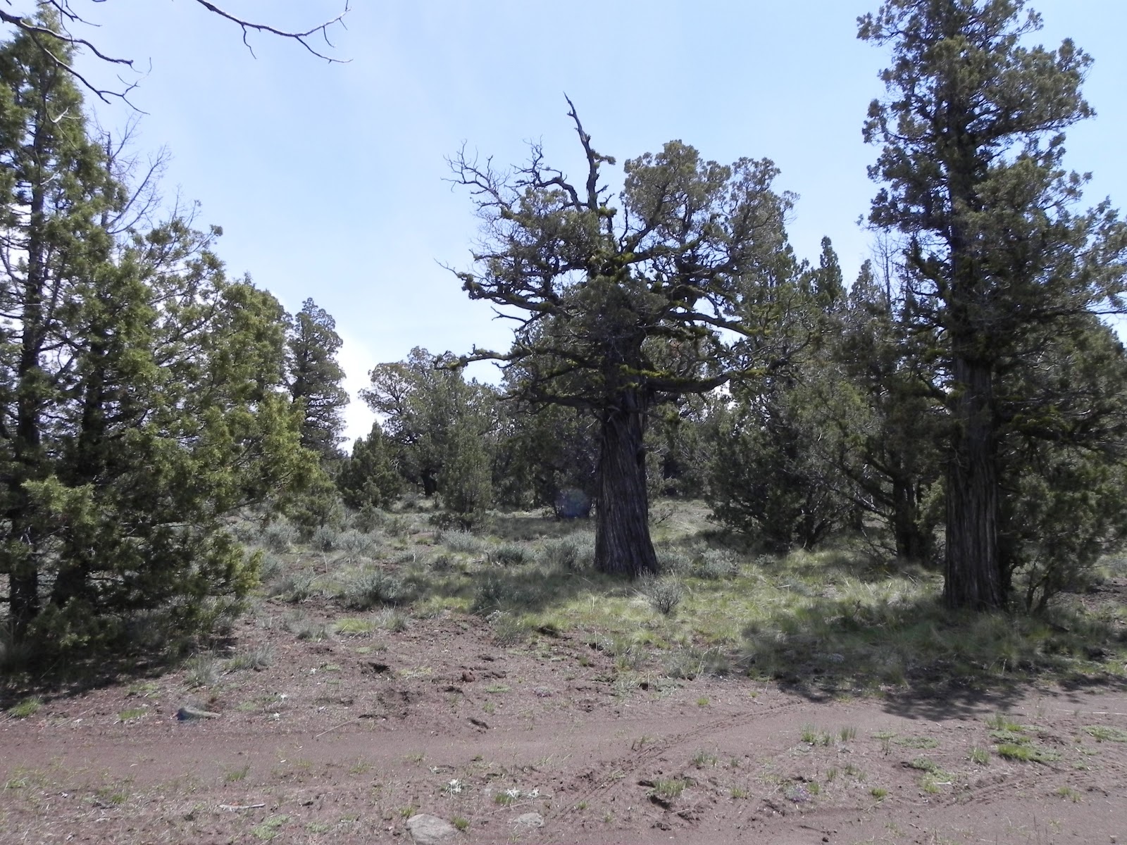 Northwest and Southwest Rockhounding: NFMS Rockhound Rendezvous 2011 ...
