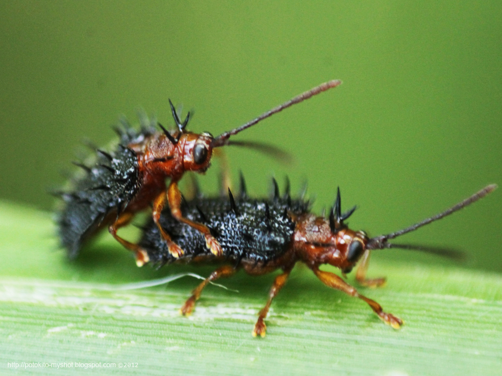 ปักพินในบอร์ด Insectos Copulando