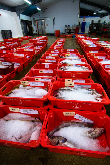 Through the Gaps! - Newlyn Fishing News: Monday's fish market in Newlyn ...
