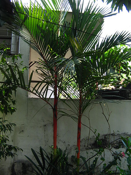 Palem Merah Tanaman Hias dengan Warna Menggoda ~ For Us