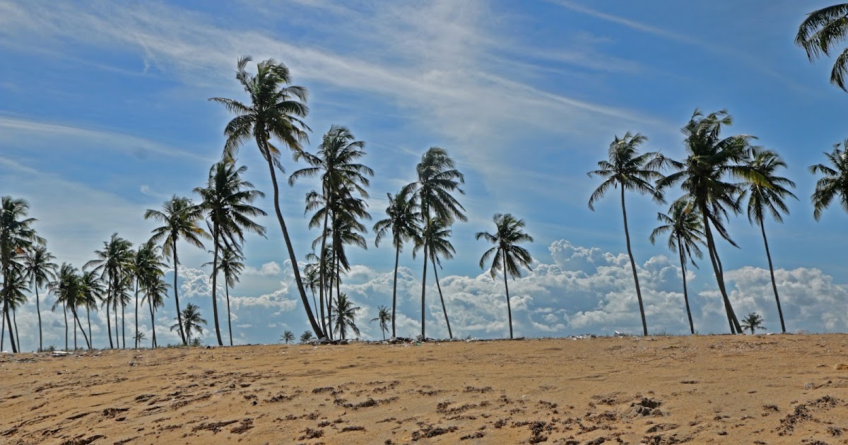 @Flakesyde Photography Blog by Folake Cole: Flourish Like The Palm Tree
