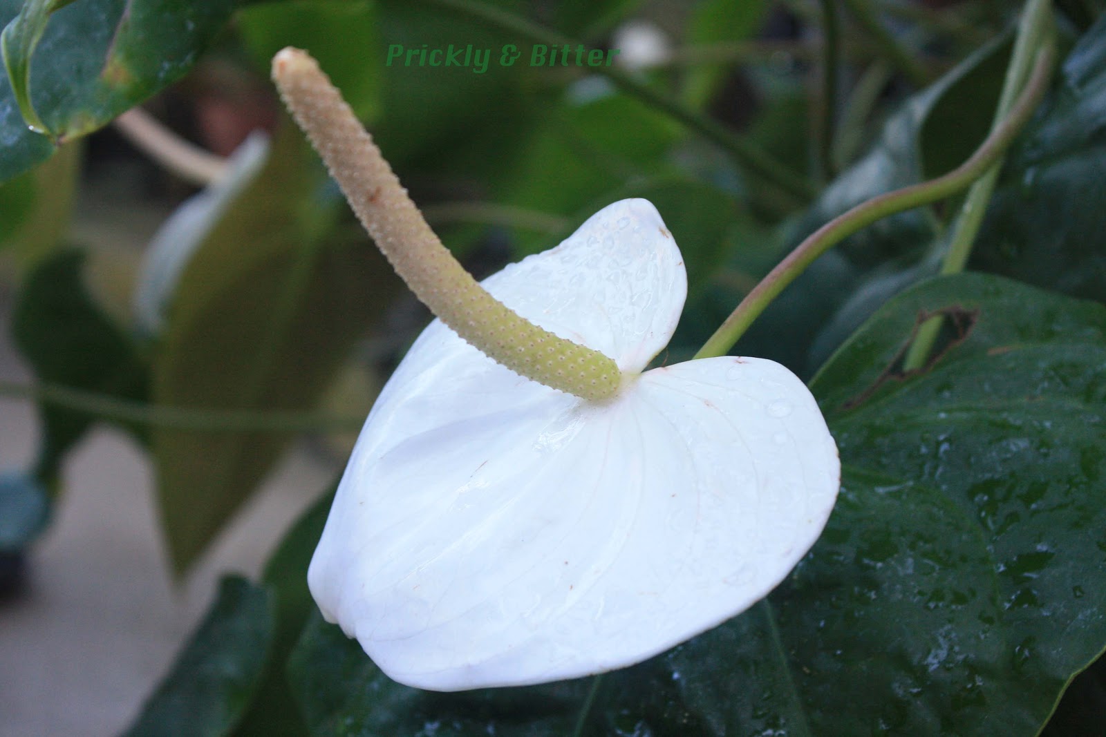 Prickly and Bitter: Flamboyant Flamingo Flowers
