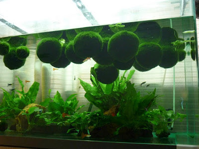 Marimo chan: Photo Galery