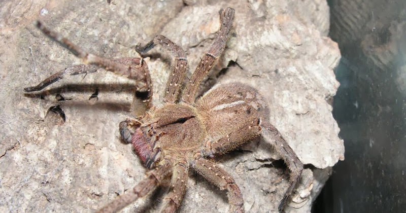 Panama Prattle: Update on Wandering Spiders