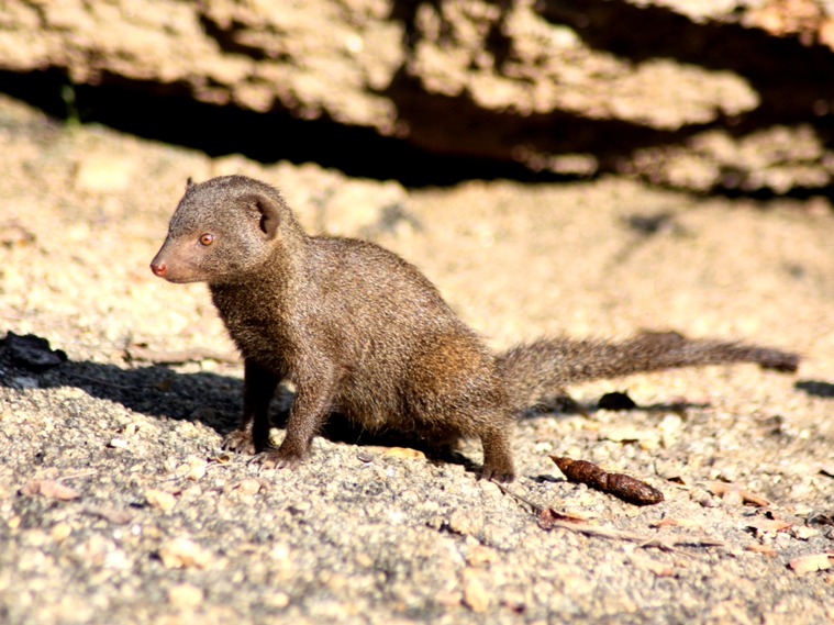 mainly mongoose: Smelly little messages