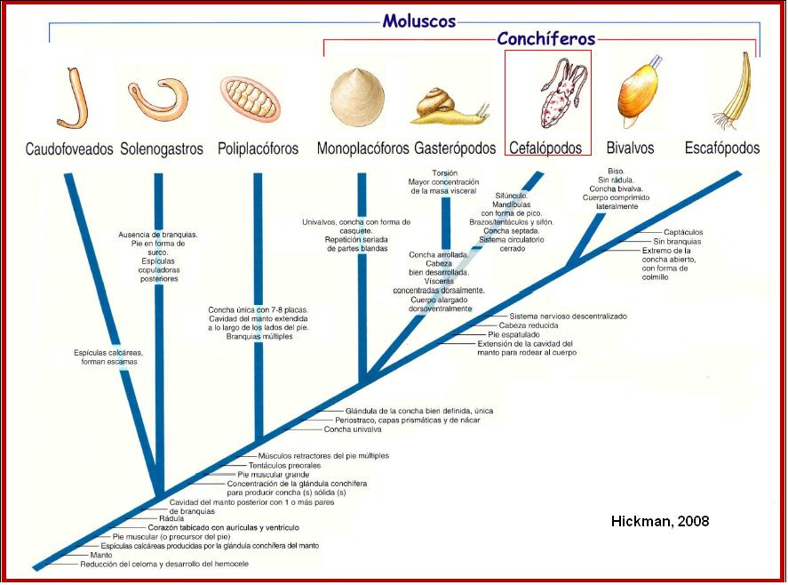 Info animales: FILOGENIA, el árbol de los consensos en los invertebrados