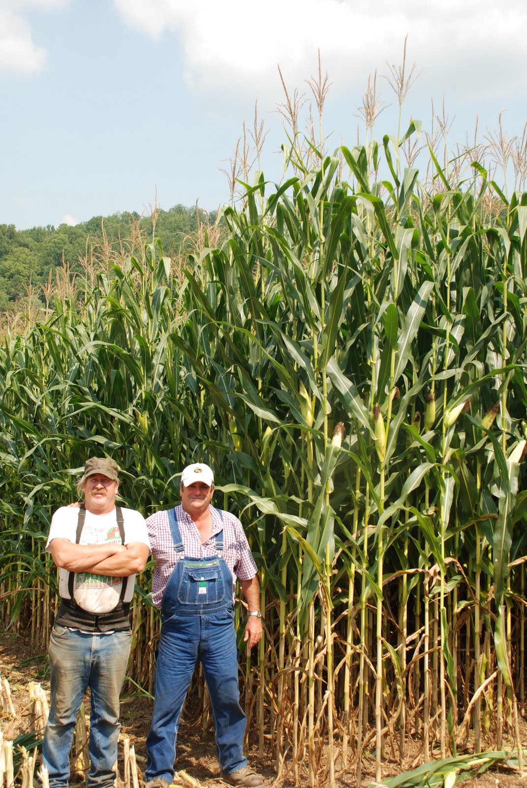 2011 Corn Silage Summary: Croplan 9009 RH