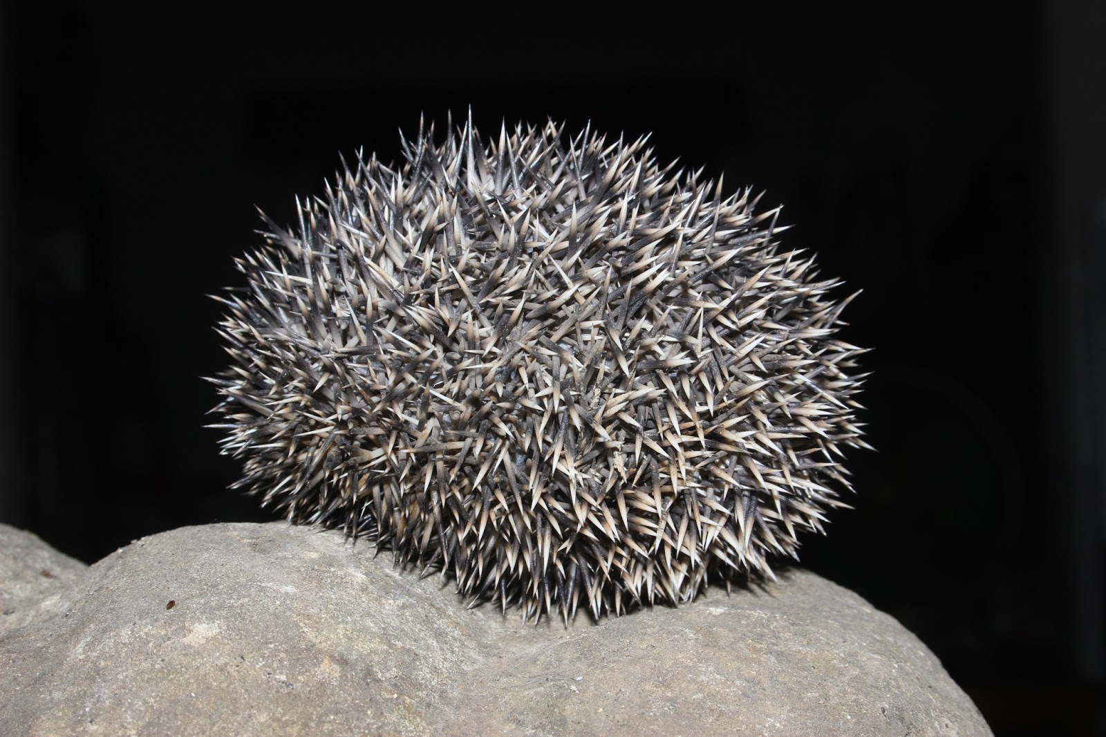 Biodiversity of Cyprus by NGO Protection of the Natural Heritage and ...