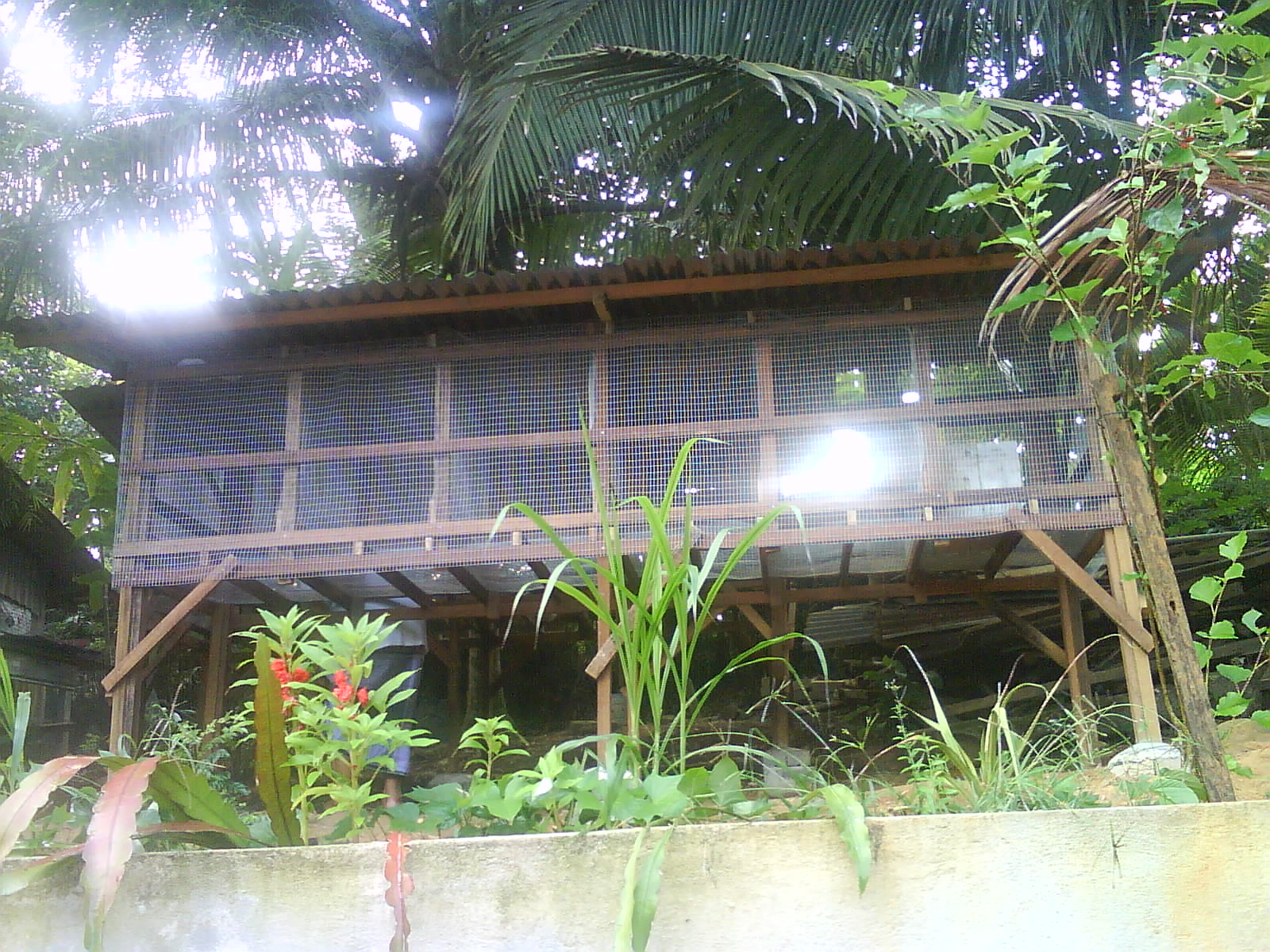 Bamboo Bunnies Rabbitry