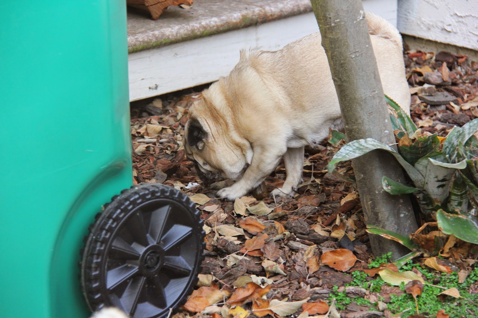 The Macy Dixie Line: Tips for Pug Friendly Grilling
