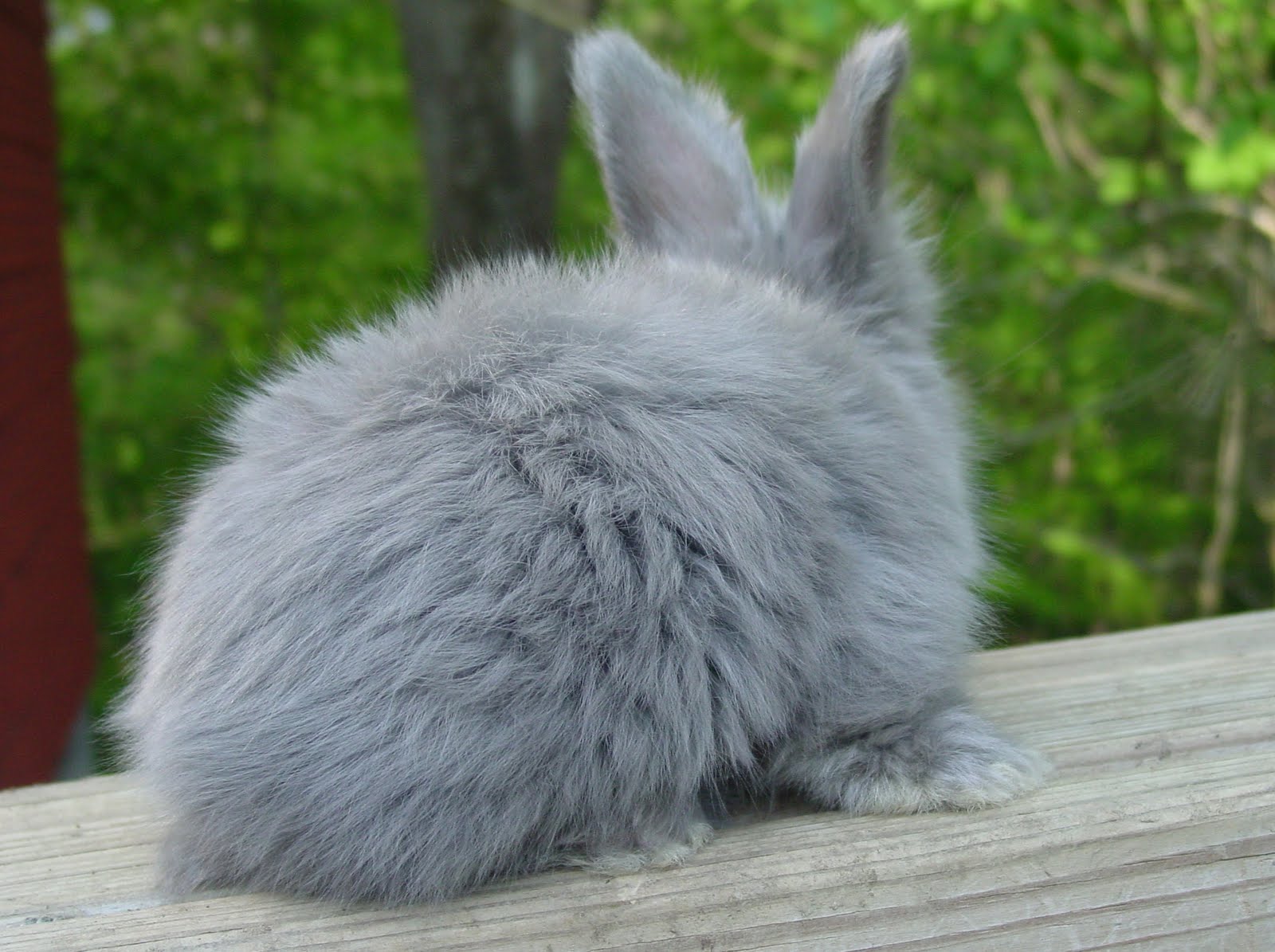 Bluestone River Rabbitry: Baby One