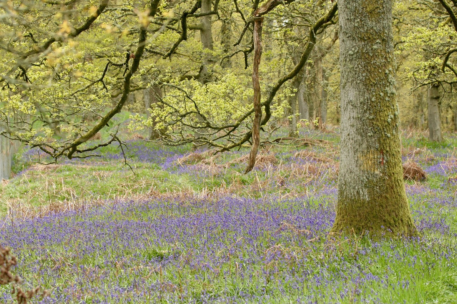 Chamfron Stud : Kinclaven Bluebell Wood