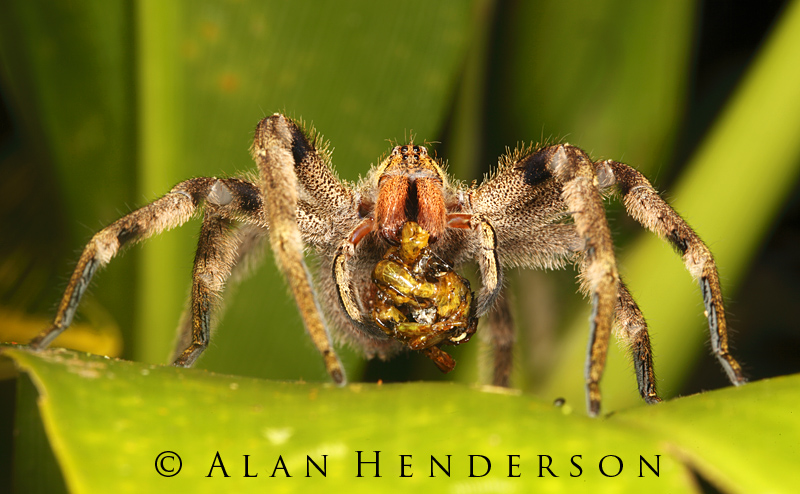 Minibeast Wildlife - Rainforest Encounters: Costa Rica Day 11 ...