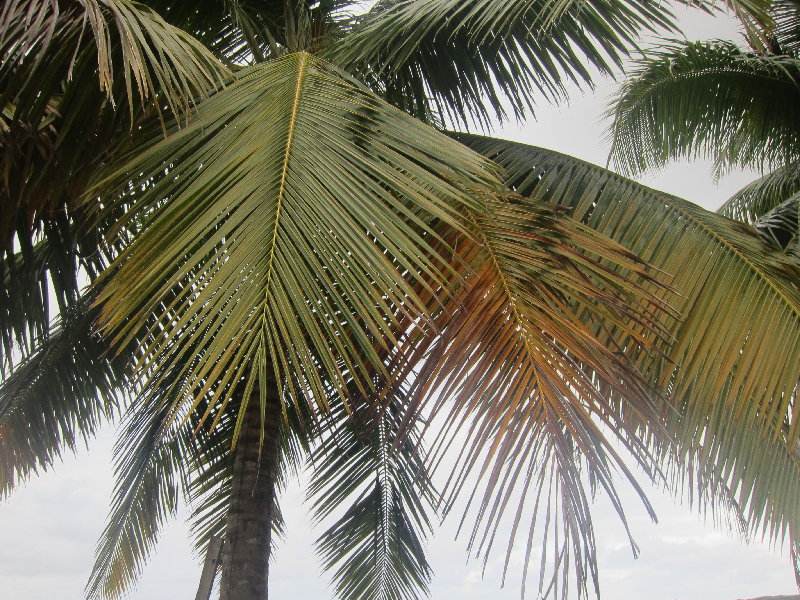 CENTRE FOR THE AESTHETIC REVOLUTION: 1ST GRAN BIENAL TROPICAL, 'TROPICO ...