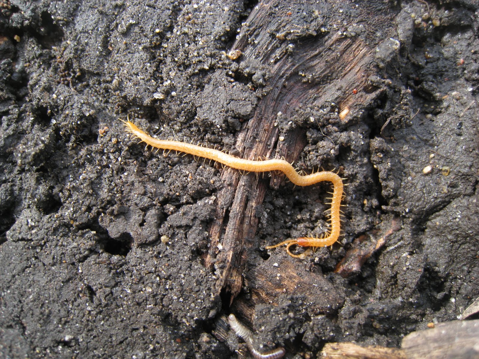 Distracted Naturalist: Skinny Long Yellow Centipede