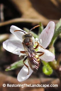 Restoring The Landscape With Native Plants: Native Bee Spotlight ...