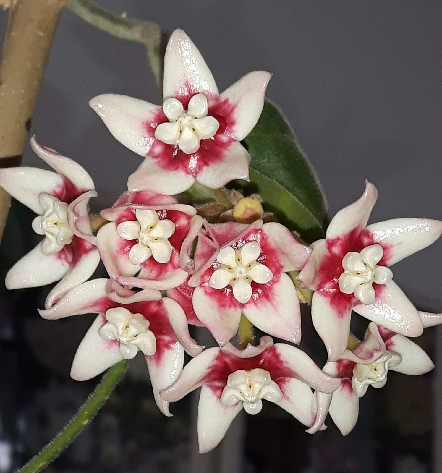 Gerrit's Hoya flowers: Hoya calycina