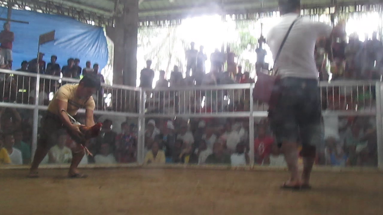 Sabong Pilipinas Fights - Tubigon Cockers Arena January 17, 2015 Fight ...
