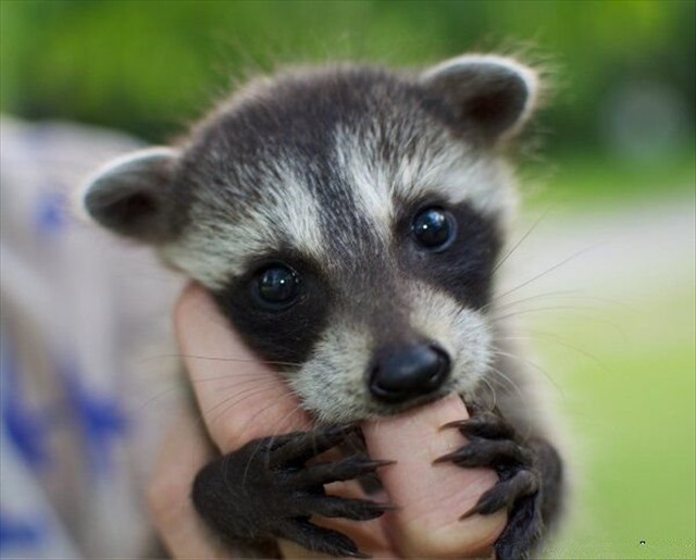Cutest Little Raccoon - My Interests