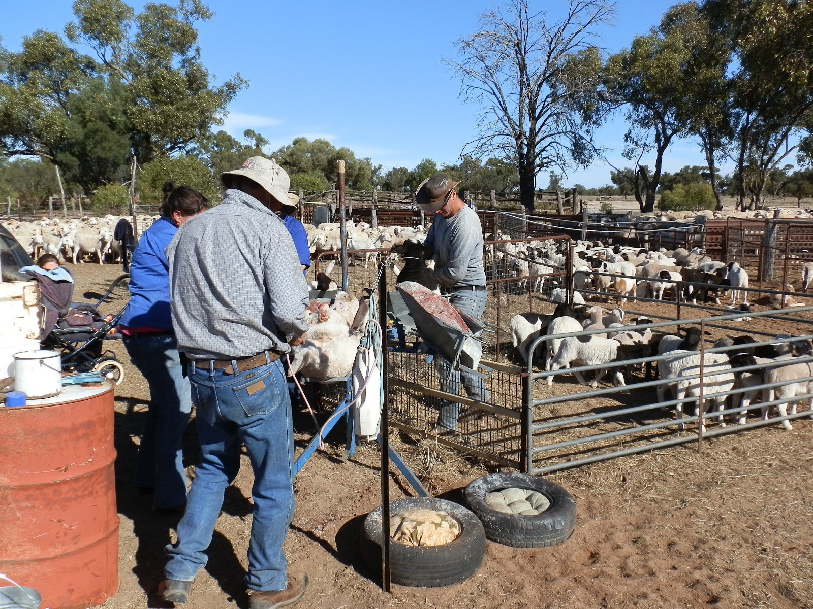 Erik en Sanne: Australie - Musteren en markeren van lammetjes