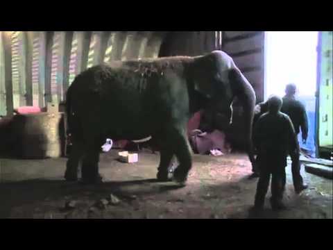 Circus Mania: Saving Anne the Elephant by Claire Ellicott - Book Review.