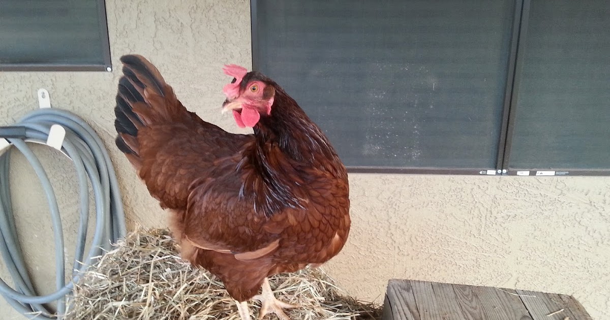 Fire Blossom Farm: Backyard Chicken Breeds