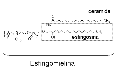 blog-bioquimica: Lípidos y Membrana