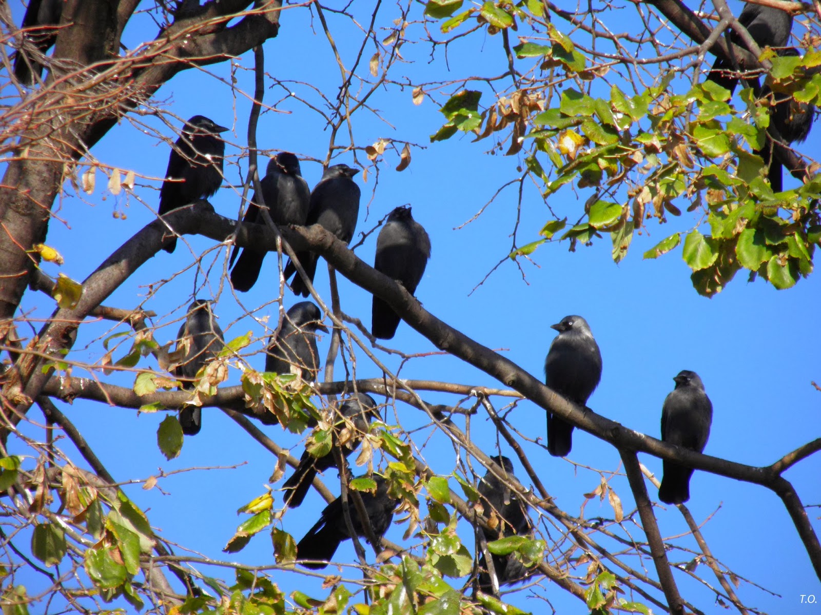 PASARI DIN ROMANIA: STANCUTA, Corvus monedula
