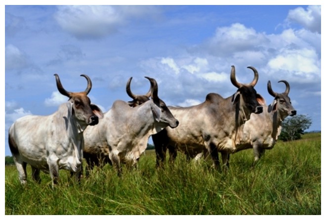 Generalidades de la Ganadería Bovina.: Guzerat