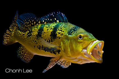 Mania de Aquário: Tucunaré (Peacock bass, Cichla sp.)