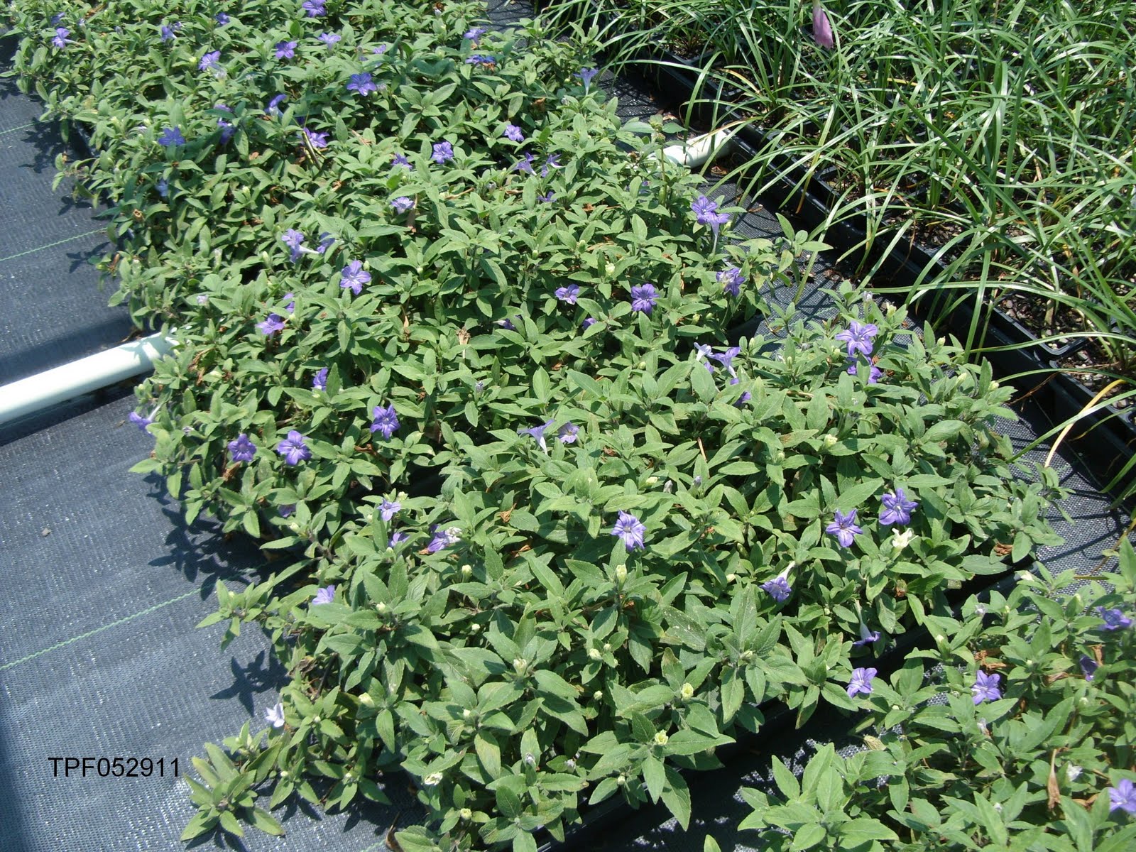 lesphotostpf: June 29, 2011