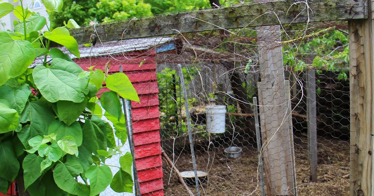 Groundbreaking Roots: New Roots Urban Farm