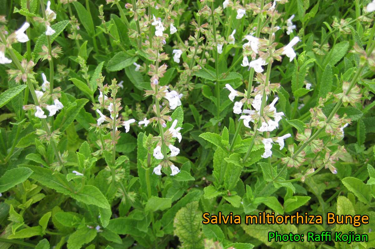Medicinal Plants: Salvia miltiorrhiza