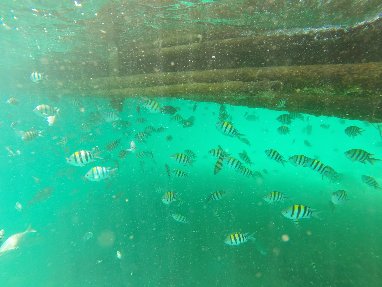 PHILIPPINE NATIONAL SECURITY & OTHER ISSUES: THE AWESOME FISH SANCTUARY ...