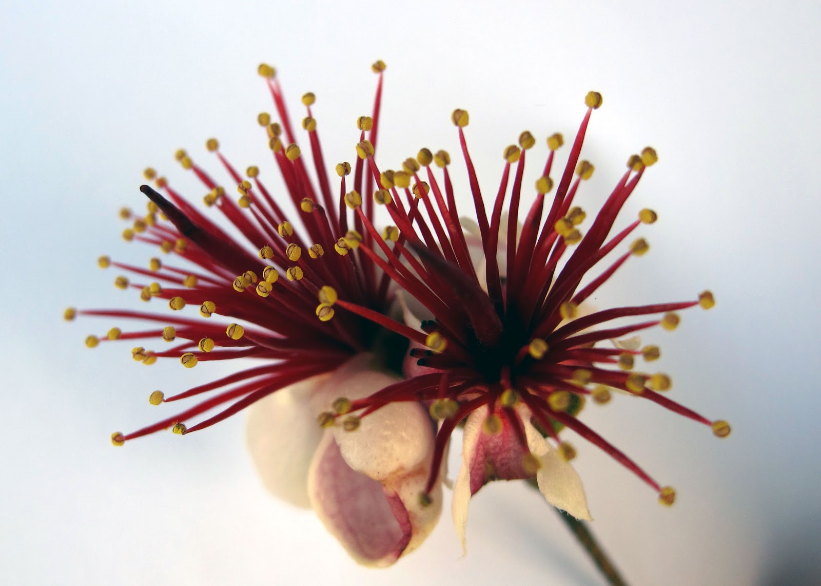 can't live without...: pineapple guava or feijoa flower..........