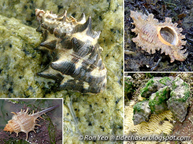 tHE tiDE cHAsER: Marine Snails of Singapore