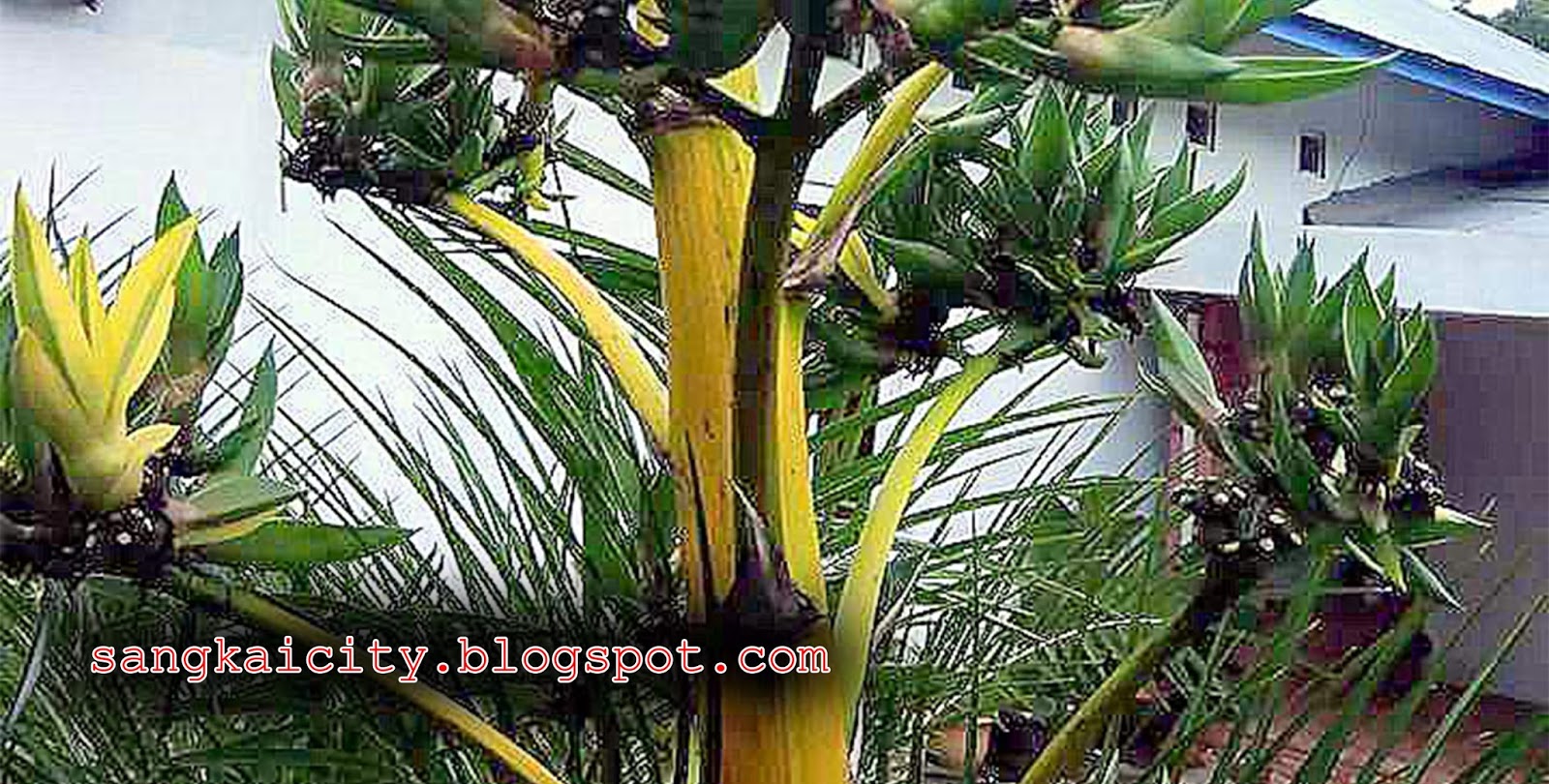 Tercyduk!!? Inilah pohon Batang Garing yang Sebenarnya! | Sangkay City