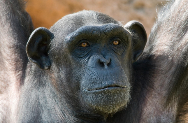 Let's Talk Primates: 2016