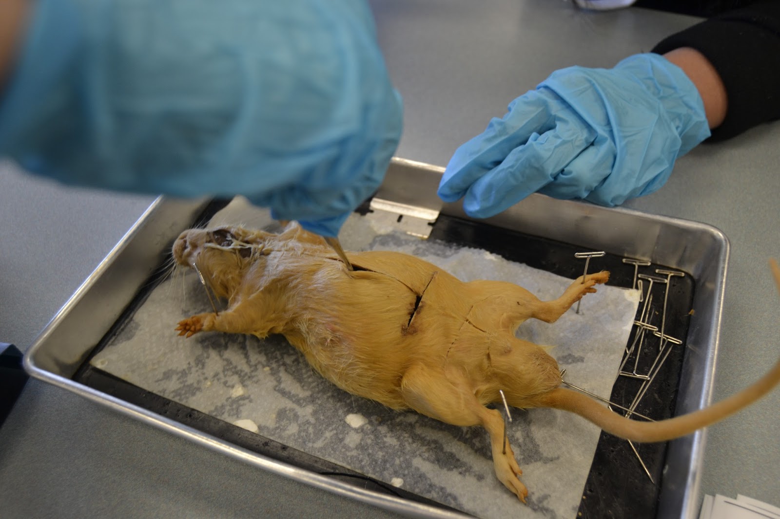 Fleetwood Park Biology 11: Little Rat Mutilation