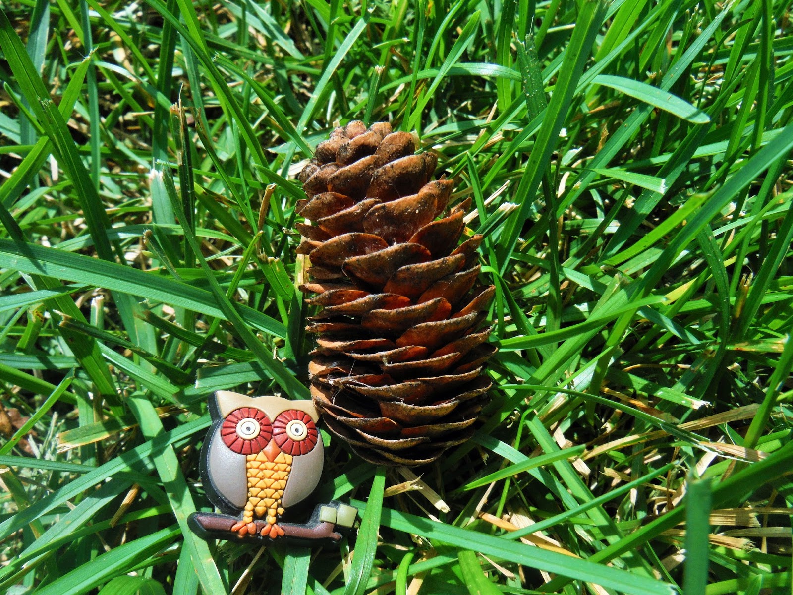 AP Biology Scavenger Hunt : Gymnosperm Cone