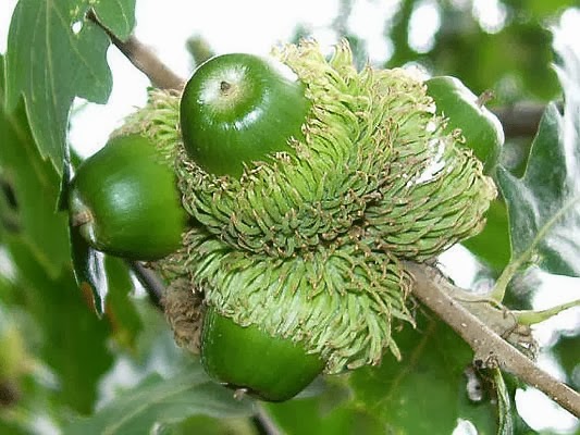 Trees Planet: Quercus cerris - Turkey Oak